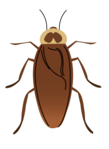 家に出たゴキブリの種類が一発でわかる！見た目と特徴を徹底解説｜生活110番